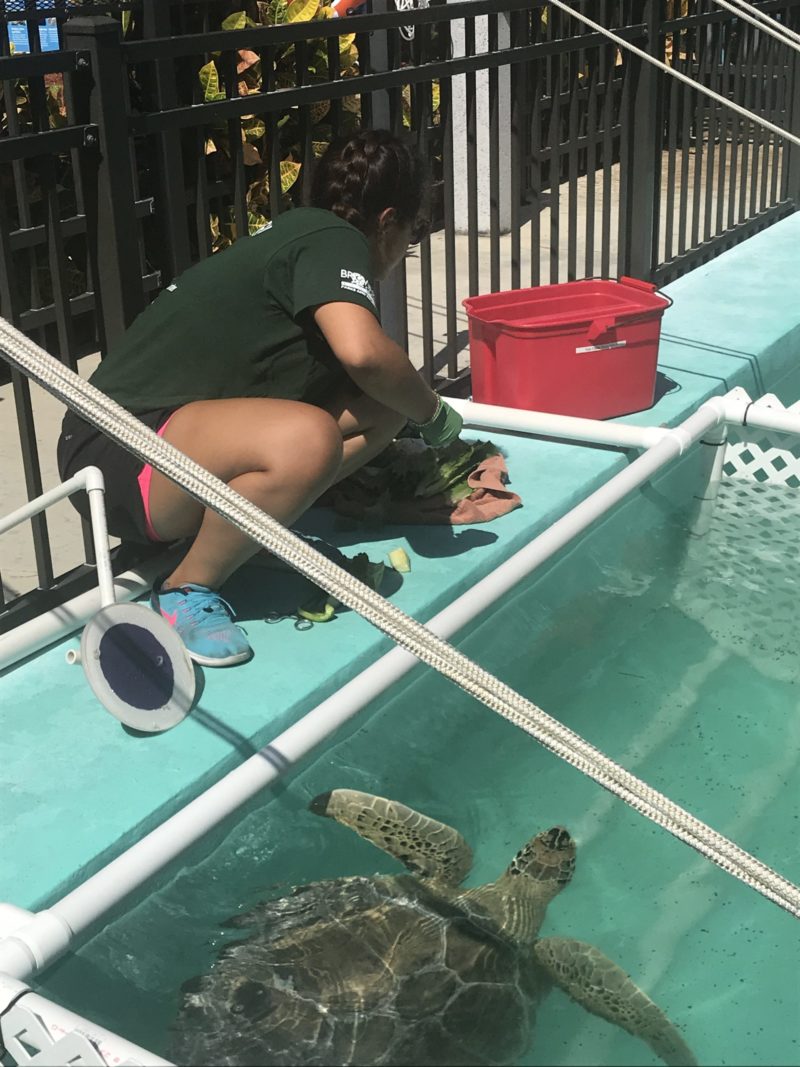 How to Help Save Sea Turtles: 16 Do's and Don'ts - OceanWide Explorers