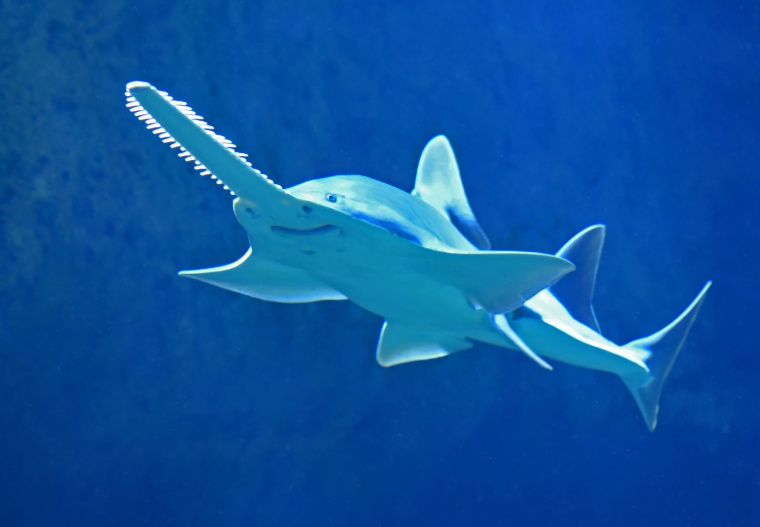 The 11 Coolest Ocean Animals in Florida - OceanWide Explorers