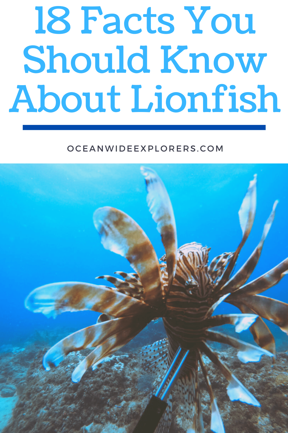 18 Facts You Should Know about Lionfish - OceanWide Explorers