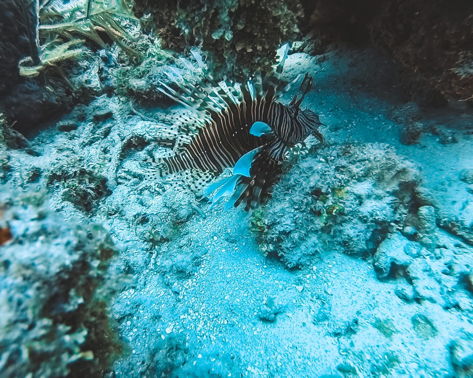 Lionfish Hunting: 7 Tips to Find Your Prey - OceanWide Explorers